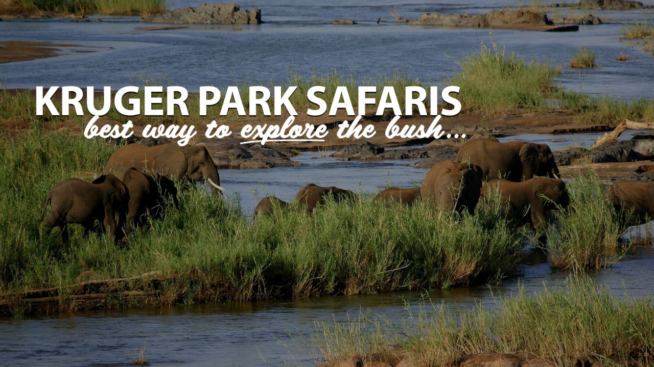 Kruger Safari's - Bushbaby Adventures